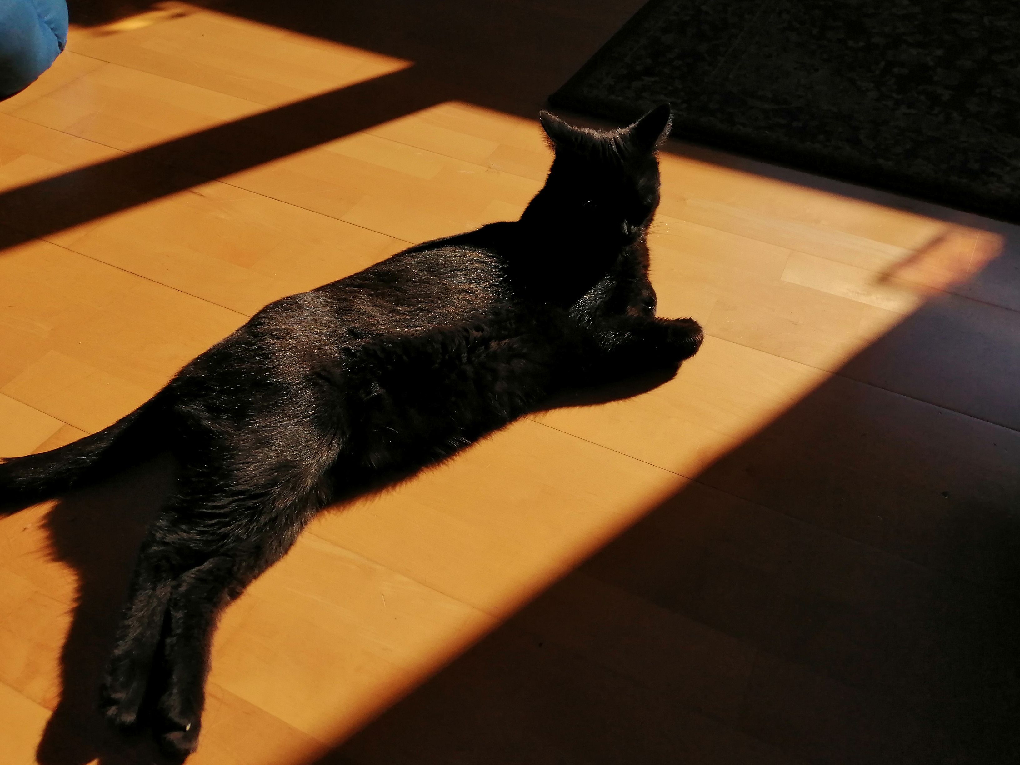 In Praise of Cats – The words of Heather Smith